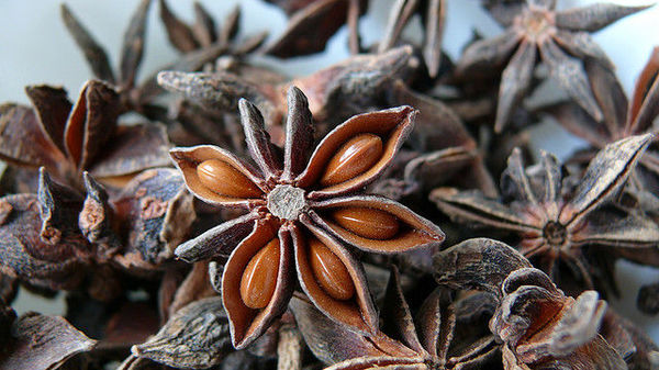 Anasonul | ViataVerdeViu.ro