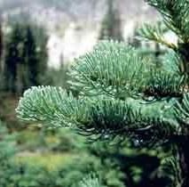 Bradul | ViataVerdeViu.ro