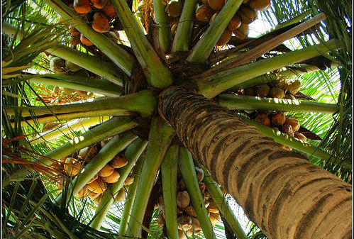 Cocotierul | ViataVerdeViu.ro