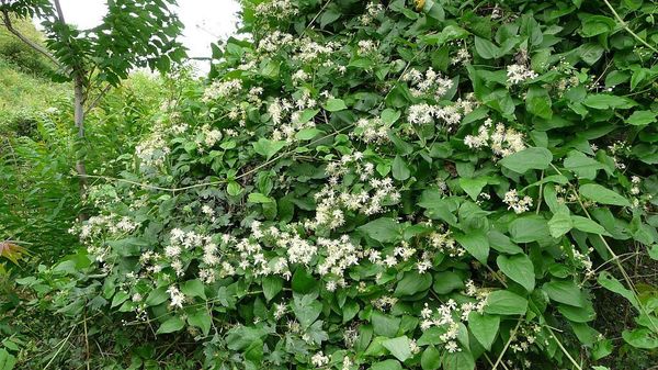 Curpenul de padure | ViataVerdeViu.ro