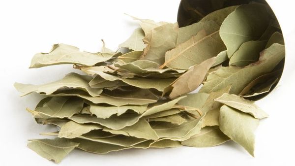 Dafinul, o planta nobila cu proprietati benefice pentru sanatate ...