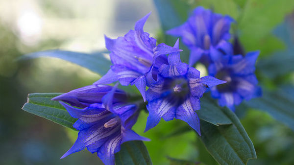 Alimentele cu gust amar stimuleaza bila si regenereaza ficatul ...