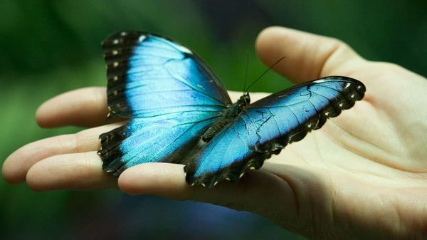 Ucenicul si fluturele | ViataVerdeViu.ro