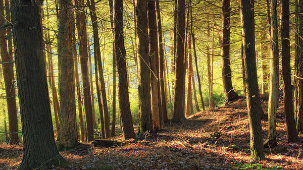 Ce este si de ce ar trebui sa incerci "baia japoneza de padure ...