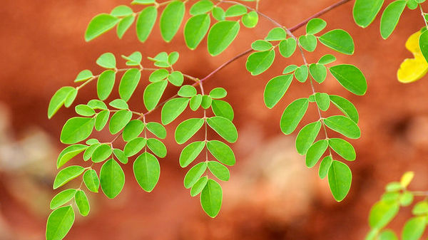 Moringa, arborele miracol | ViataVerdeViu.ro