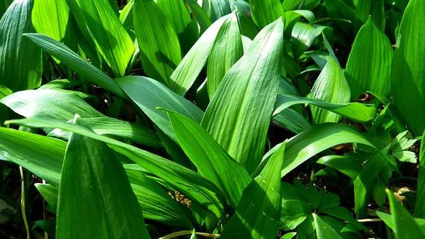 De ce e bine sa consumam leurda | ViataVerdeViu.ro