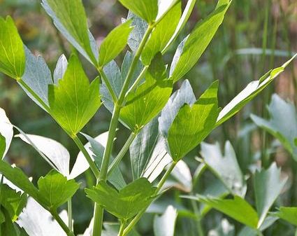 Beneficiile consumului de leustean | ViataVerdeViu.ro