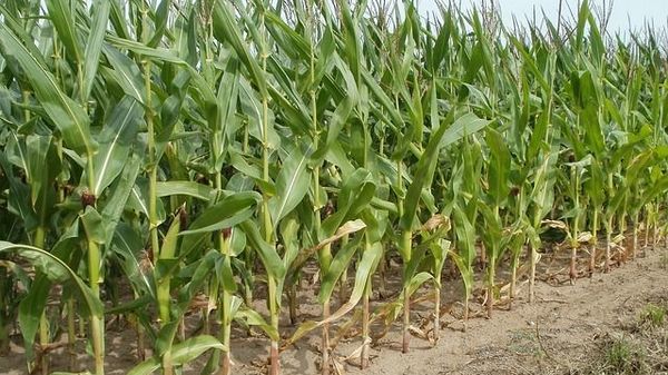 Topul celor 20 de alimente si ingrediente modificate genetic pe care sa ...